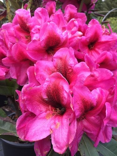 Rhododendron 'Midnight' | | plant lust