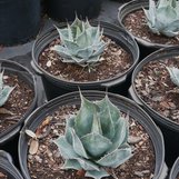 Agave parrasana | Agave wislizenni | Cabbage Head Agave | plant lust
