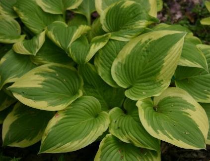Hosta 'Lakeside April Snow' | plant lust
