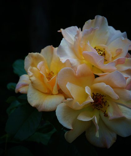 Rosa 'Autumn Sunset' | 'Autumn Sunset' Climbing Rose | plant lust