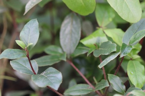 Viburnum tinus 'Robustum' | Viburnum tinus var. robusta | plant lust