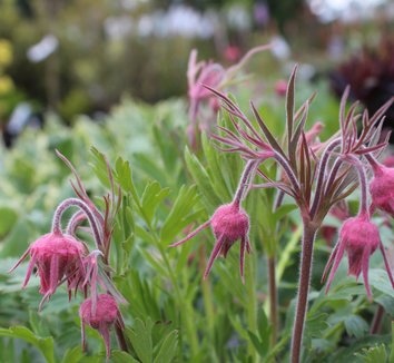 Geum 'Mango Lassi' | plant lust