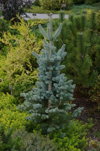 Abies lasiocarpa var. arizonica 'Compacta' | Compacta Rocky Mountain ...