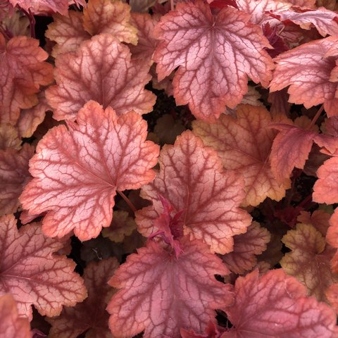 Heuchera x villosa 'Carnival Watermelon' 24,803 | Coral Bells | plant lust