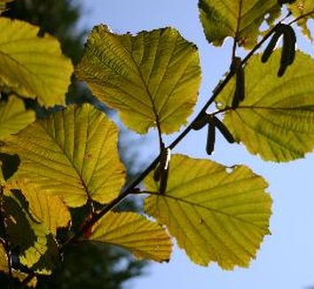 Yamhill Hazelnut | plant lust