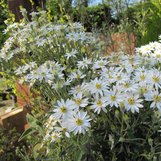 Olearia x scilloniensis [white form] | Daisy Bush | plant lust