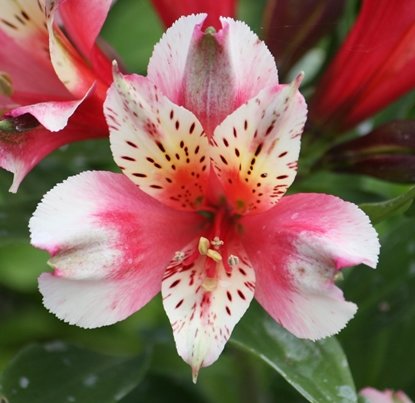 Alstroemeria Inca Sweety PP24302 | Alstroemeria 'Inca Sweety' | Inca ...