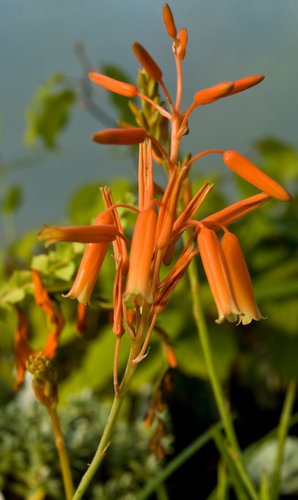 Aloe 'Johnson's Hybrid' | | plant lust