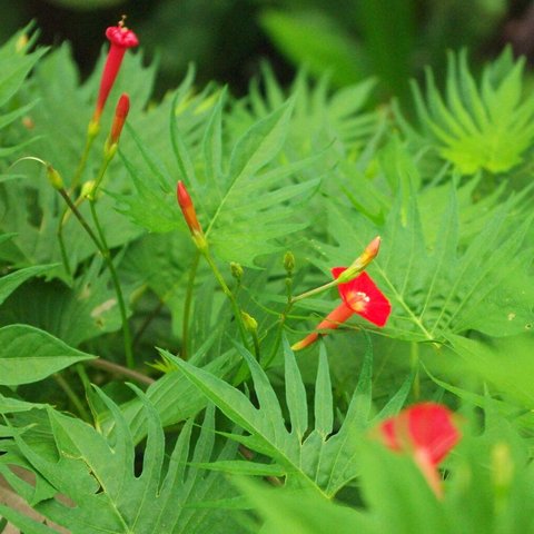 Ipomoea x multifida | Cardinal Climber | plant lust