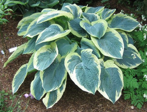 Hosta 'American Halo' | | plant lust