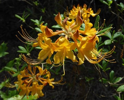 Rhododendron austrinum 'Escatawpa' | Escatawpa Florida Flame Deciduous ...