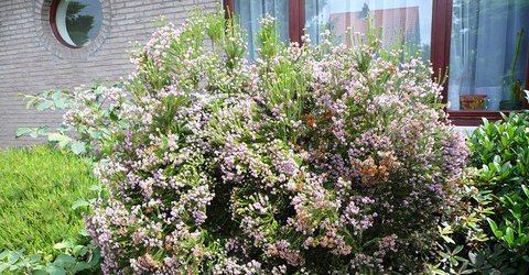 Erica terminalis | Corsican Heath | Corsican Heather | plant lust