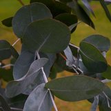Eucalyptus neglecta | Omeo Gum | plant lust