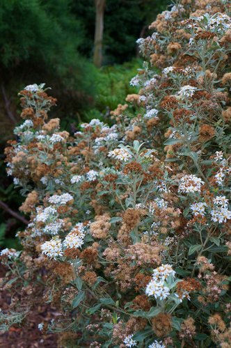 Olearia x oleifolia | Olearia x mollis | Daisy Bush | plant lust