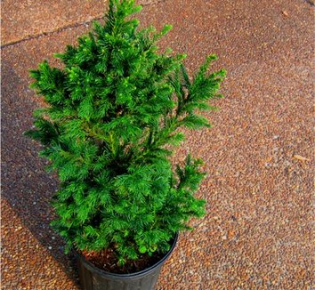 Cryptomeria from multiple nurseries on Plant Lust