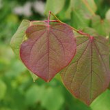 Disanthus cercidifolius | Redbud Hazel | plant lust