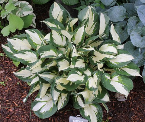 Hosta 'Loyalist' | | plant lust
