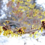 Hamamelis mollis | Chinese Witch Hazel | plant lust