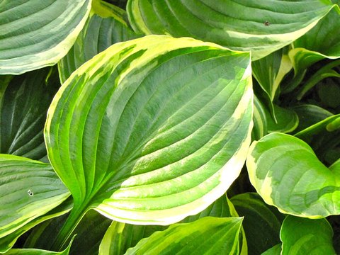 Hosta 'Prima Donna' | | plant lust