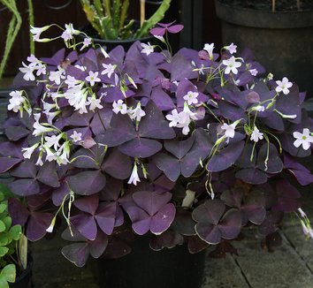 Oxalis from multiple nurseries on Plant Lust