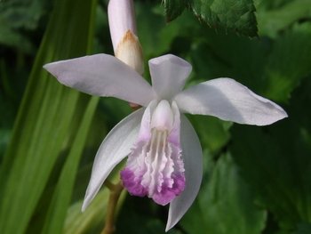 Bletilla striata 'Kuchibeni' | Purple Lip Hardy Ground Orchid | plant lust