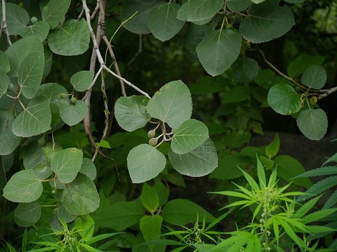 Ficus palmata | Punjab Fig | plant lust