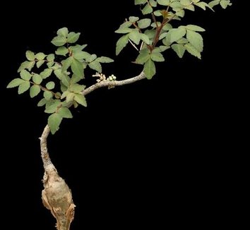 Bursera from multiple nurseries on Plant Lust