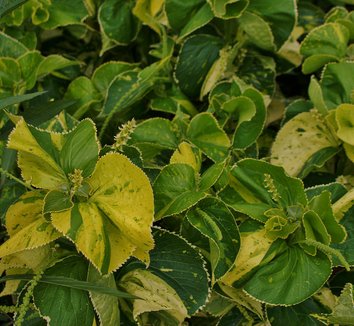 Acalypha from multiple nurseries on Plant Lust