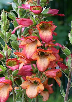 Digitalis x valinii 'Harkstead Flame' PP25442 | Digiplexis 'Harkstead ...