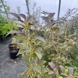 Styrax japonicus 'Evening Light' PP24168 | Styrax japonica 'Evening ...