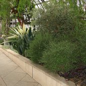 Prostanthera rotundifolia 'Variegata' | Variegated Australian Mint Bush ...