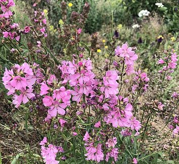 Sidalcea from multiple nurseries on Plant Lust