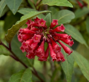 Cestrum from multiple nurseries on Plant Lust
