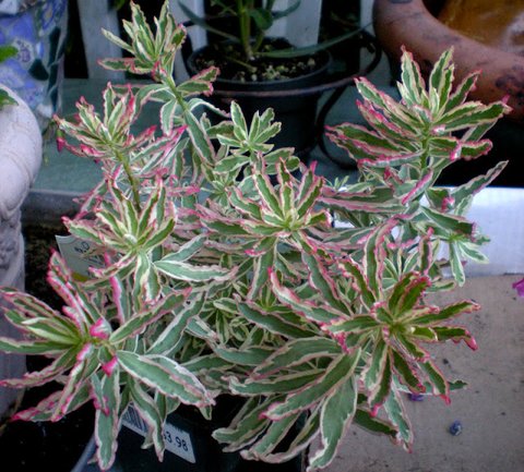 Euphorbia epithymoides 'First Blush' | Euphorbia 'First Blush' | First ...