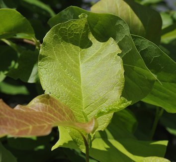 Whitman Farms - plant lust