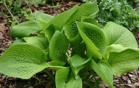 Hosta 'Behemoth' | plant lust