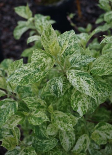 Hydrangea paniculata 'Yuki Gessho' | Hydrangea paniculata 'Yuki Gessno' | plant lust