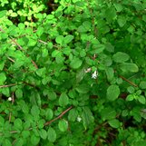 Fuchsia microphylla ssp. hidalgensis | Small Leafed Fuchsia | plant lust
