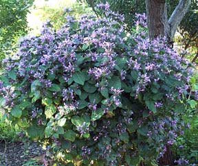 Hypoestis aristata | Ribbon Bush | plant lust