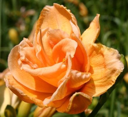 Hemerocallis 'Peach Magnolia' | Peach Magnolia Daylily | plant lust