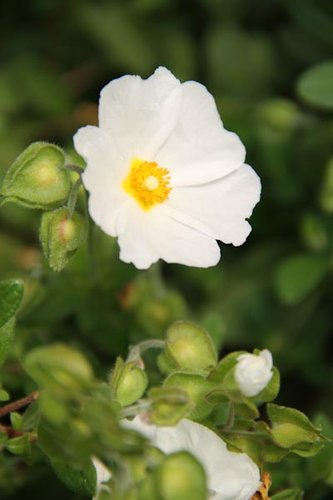 Cistus x obtusifolius | Cistus obtusifolius | Rock Rose | plant lust