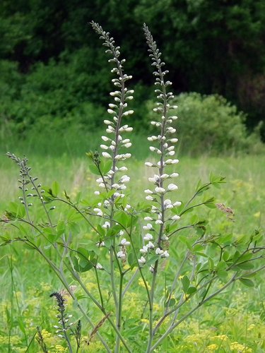 Baptisia alba | Baptisia albescens | Baptisia leucantha | White False ...
