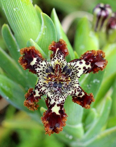 Ferraria schaeferi 'Dark Chocolate' | plant lust