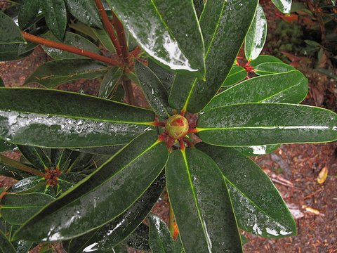Rhododendron 'Halfdan Lem' | | plant lust