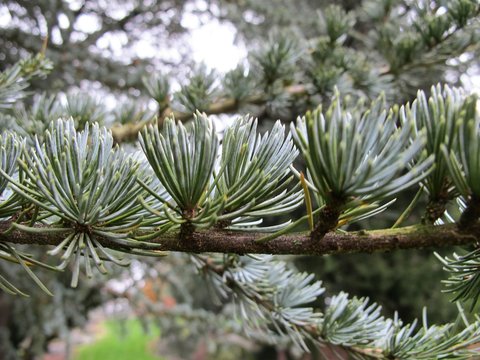 Cedrus atlantica | Cedrus libani subsp. atlantica | Atlantic Cedar | Atlas Cedar | plant lust