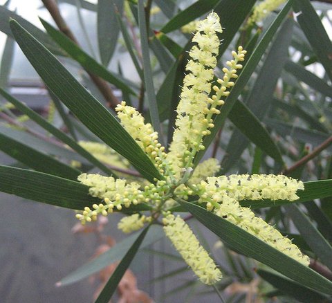 Acacia longifolia | Coast Wattle | Golden Wattle | plant lust