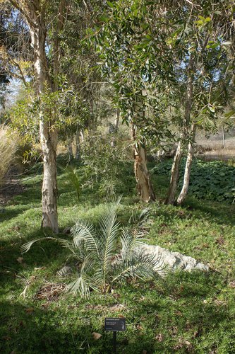 Melaleuca quinquenervia | Melaleuca quinquiveria | Broad-leaved ...