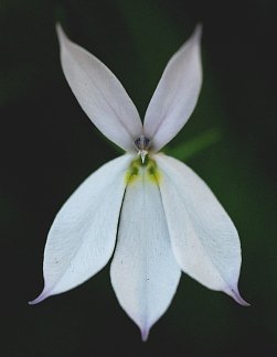 Isotoma axillaris [white] | Laurentia axillaris 'White' | plant lust
