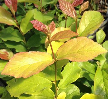 Parrotia from multiple nurseries on Plant Lust