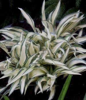 Hosta 'Little Jay' | plant lust